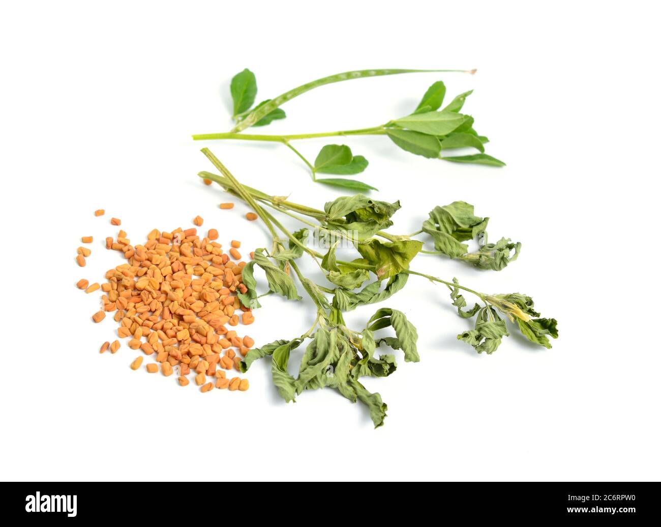 Fenugreek or Trigonella foenum-graecum. Green ang dried plant with seed ...