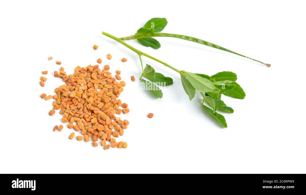 Fenugreek or Trigonella foenum-graecum. Green plant with seed. Isolated ...