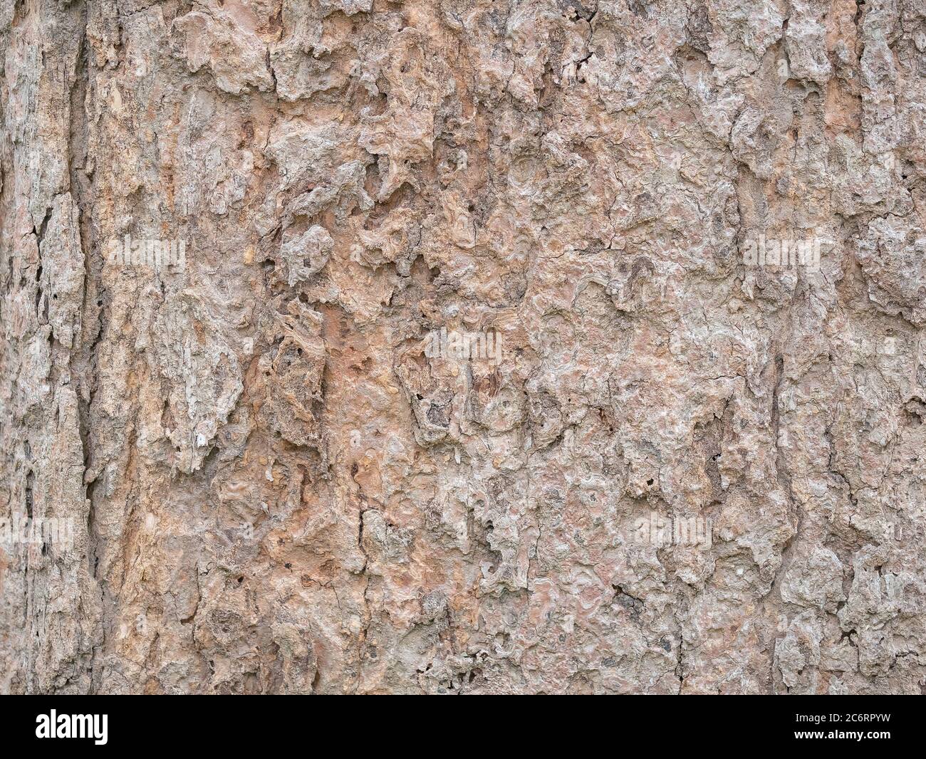 full frame bark of tree for natural background and texture Stock Photo ...