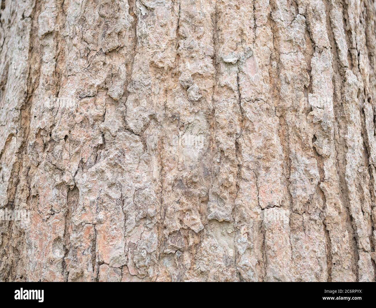 full frame bark of tree for natural background and texture Stock Photo ...