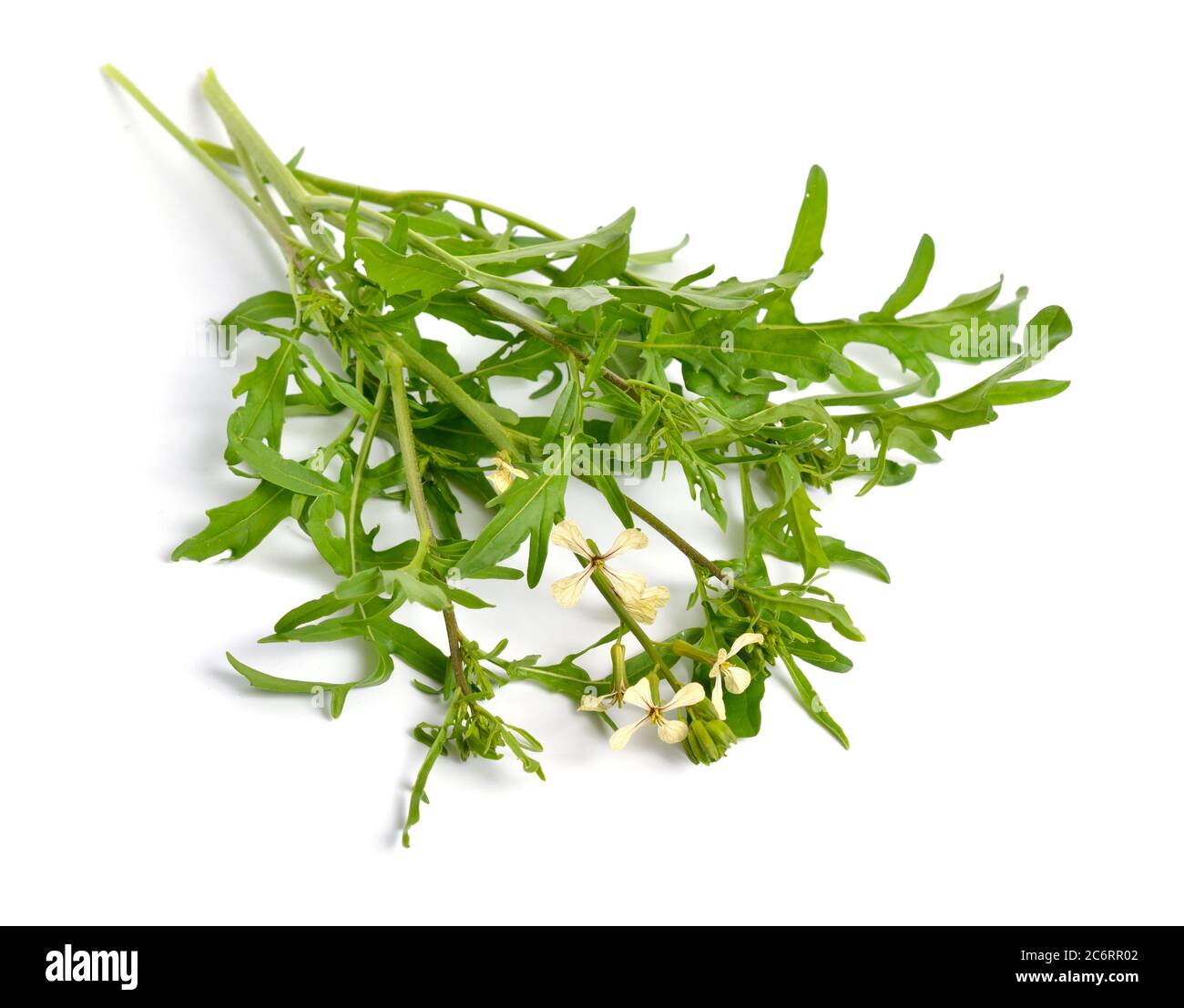 Rocket or arugula Eruca vesicaria or Brassica eruca. Plant with flowers ...