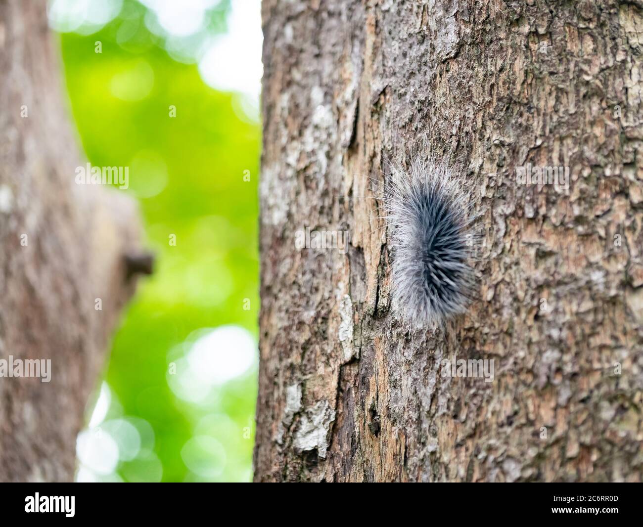 Hairy worm hi-res stock photography and images - Alamy
