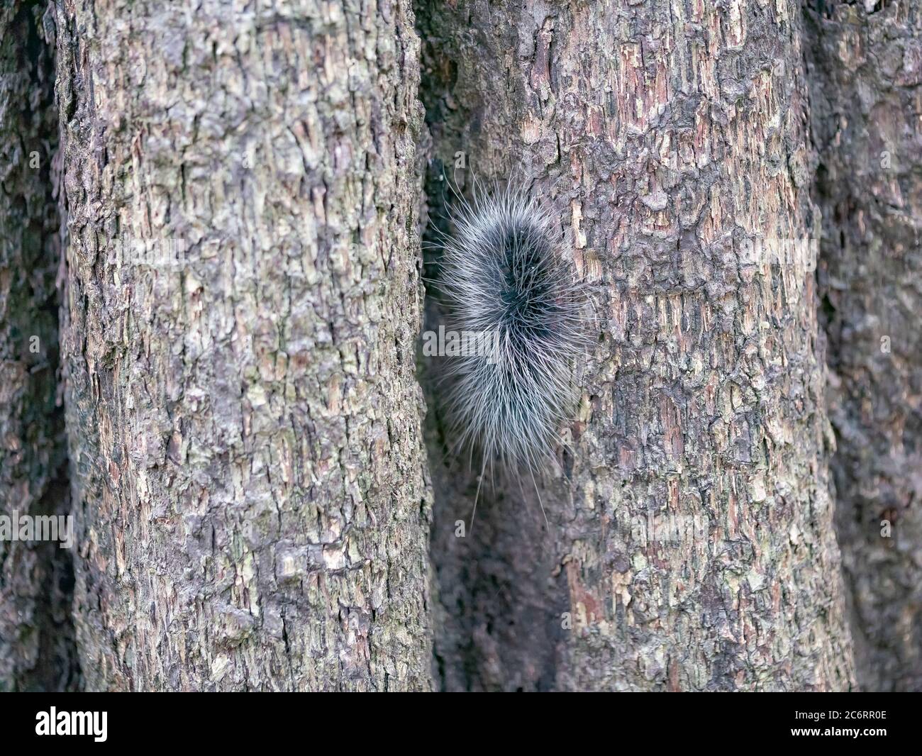 Hairy worm hi-res stock photography and images - Alamy