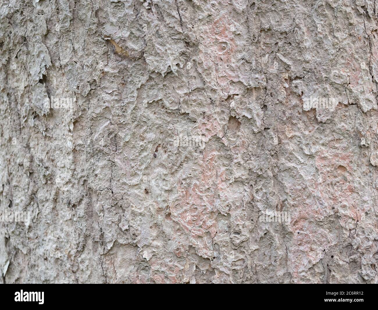full frame bark of tree for natural background and texture Stock Photo ...