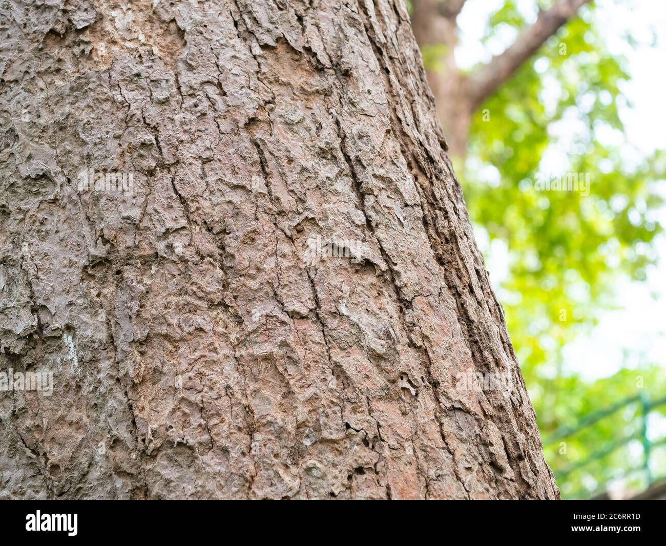 full frame bark of tree with bokeh for natural background and texture ...