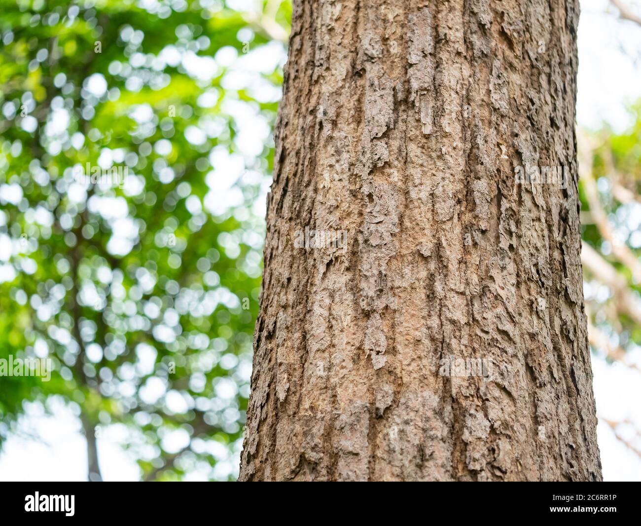 full frame bark of tree with bokeh for natural background and texture ...