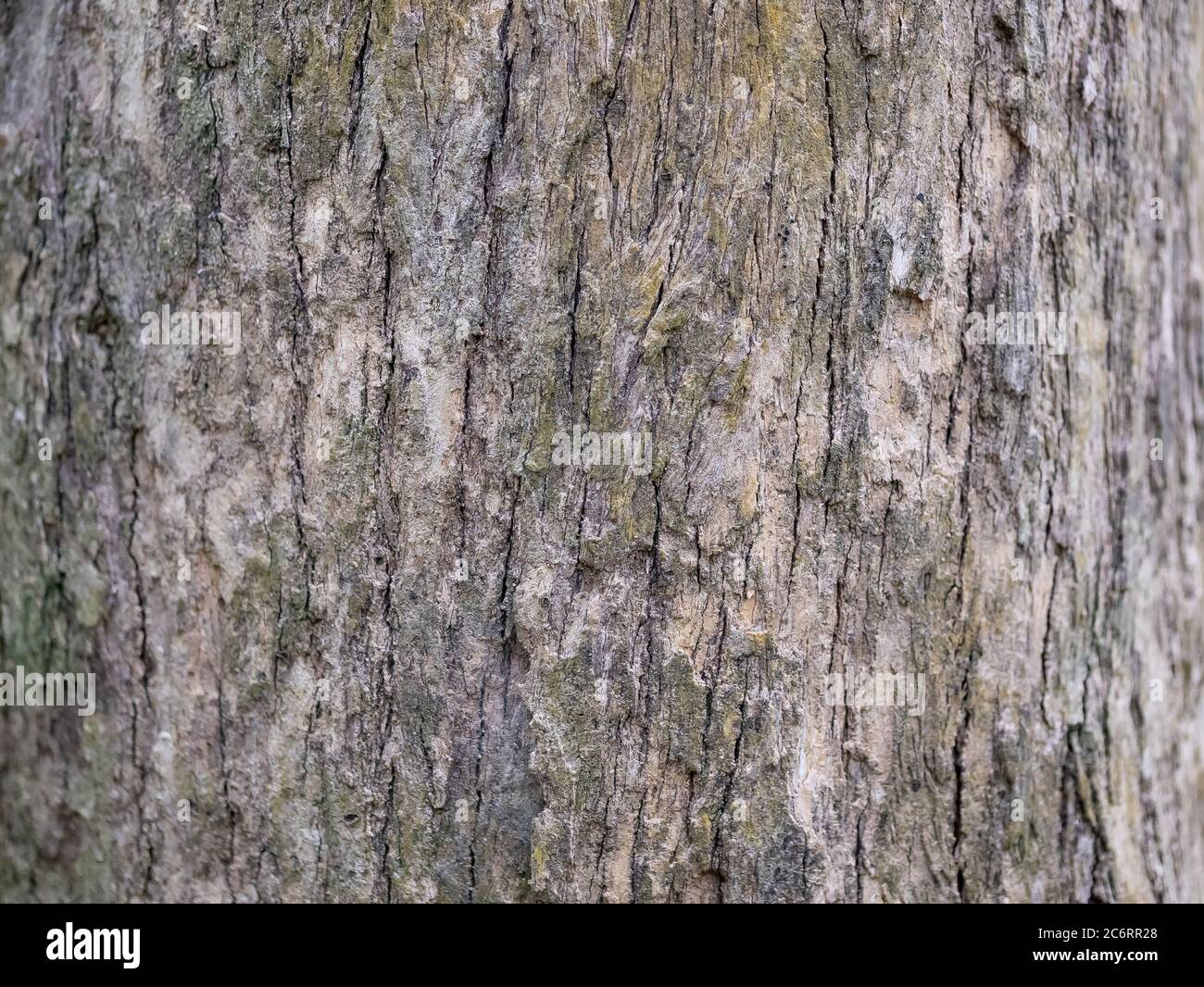 full frame bark of tree for natural background and texture Stock Photo ...