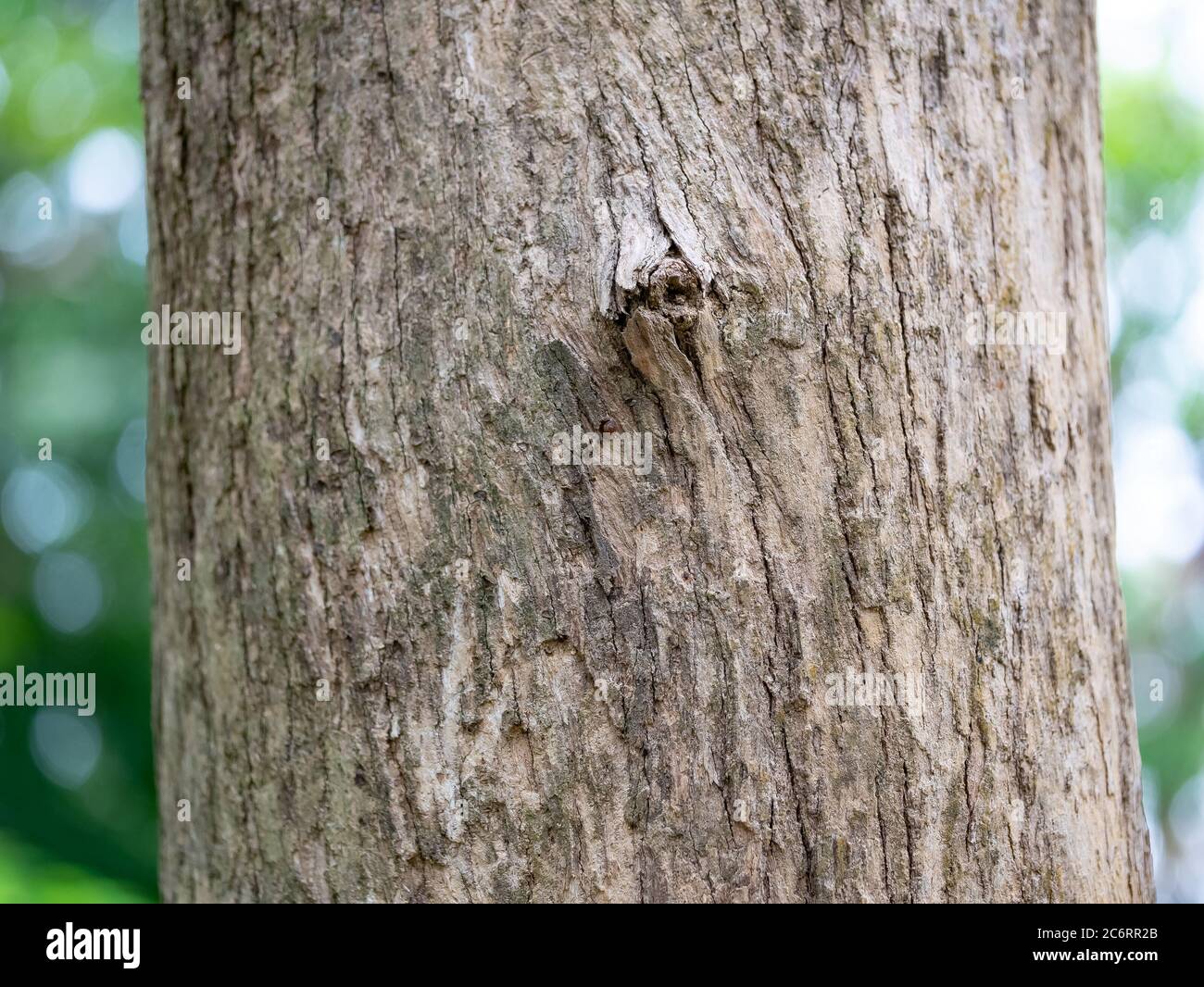 full frame bark of tree with bokeh for natural background and texture ...