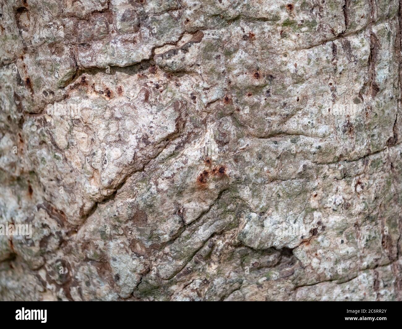 full frame bark of tree for natural background and texture Stock Photo ...