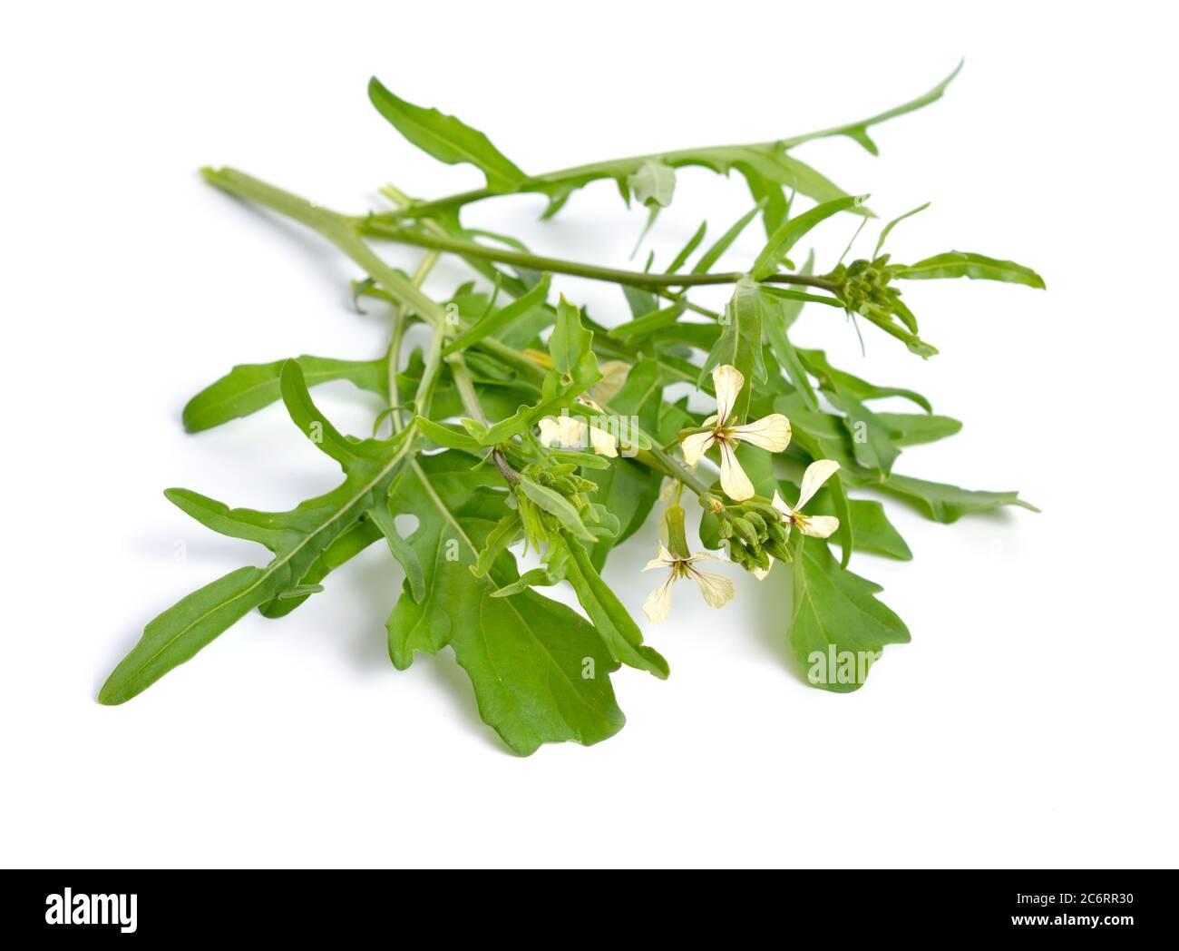 Brassica eruca hi-res stock photography and images - Alamy