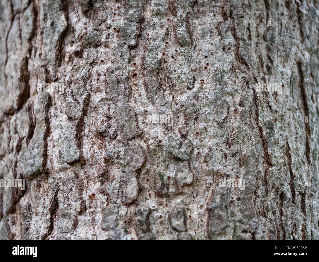full frame bark of tree for natural background and texture Stock Photo ...