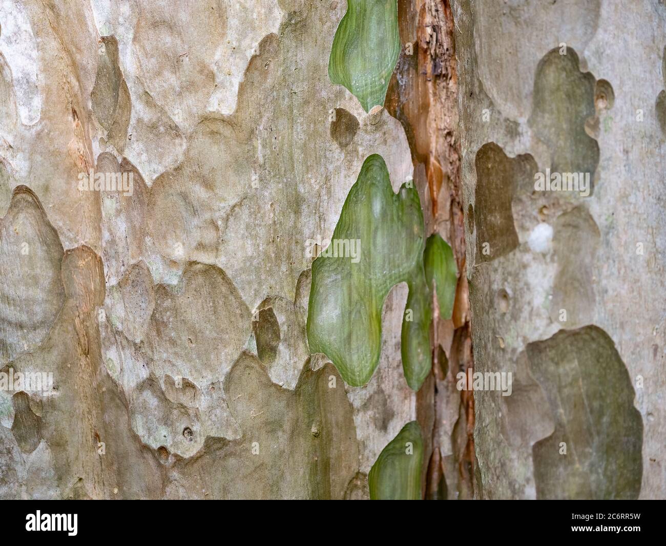 full frame bark of tree for natural background and texture Stock Photo ...