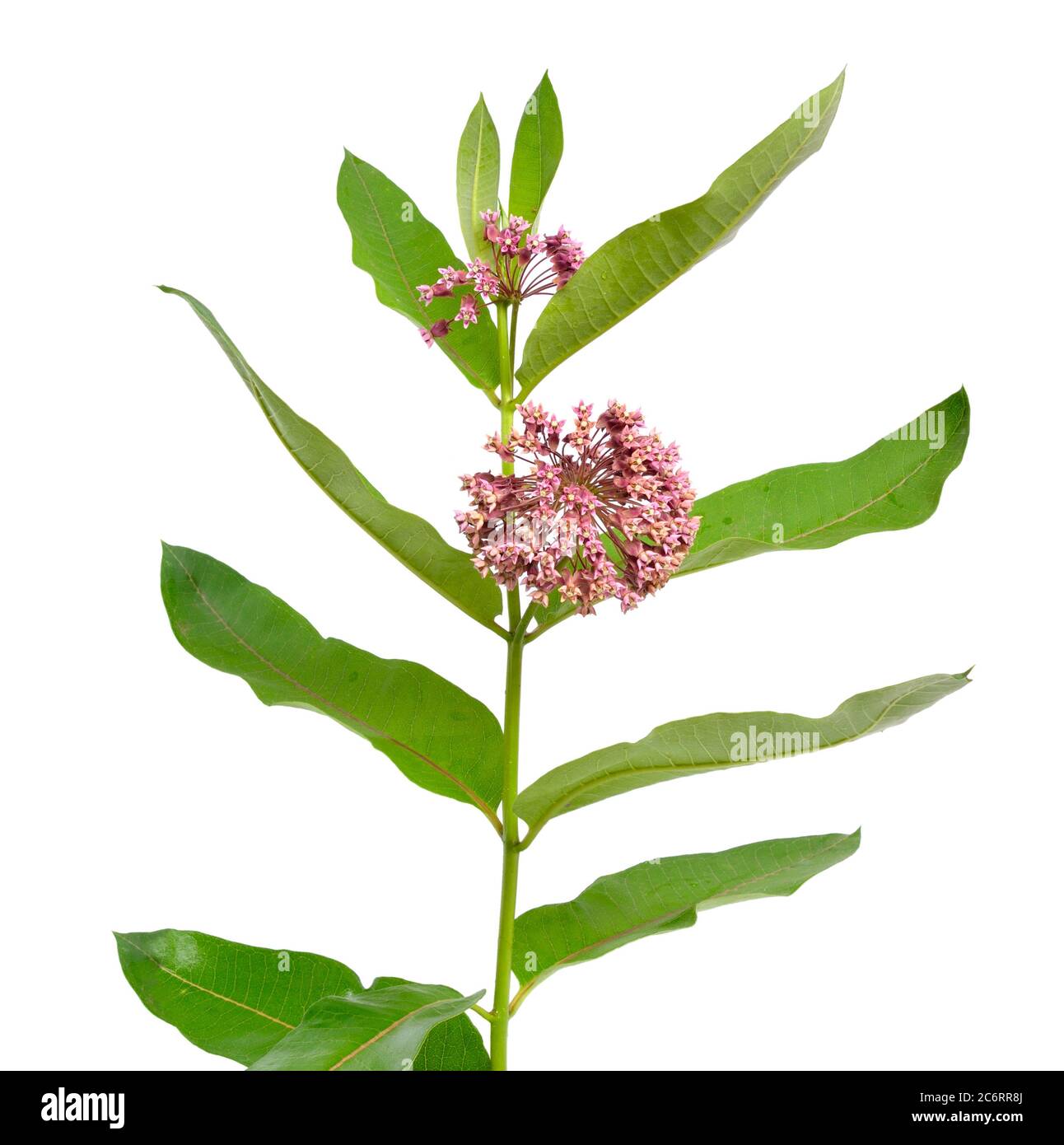 Purple milkweed hi-res stock photography and images - Alamy