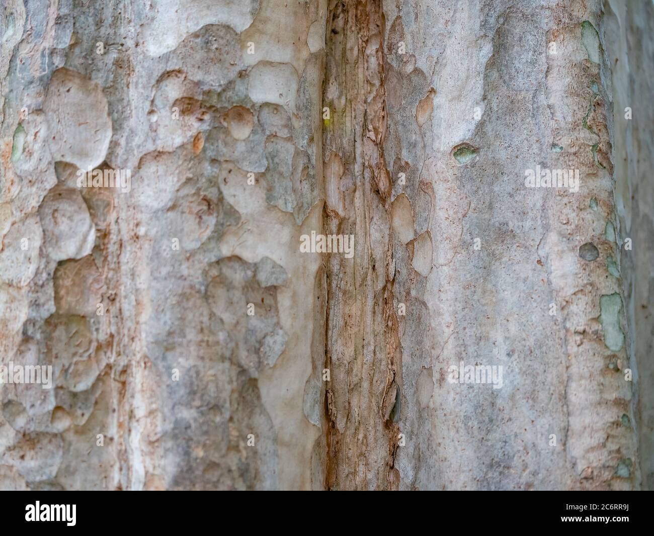 full frame bark of tree for natural background and texture Stock Photo ...