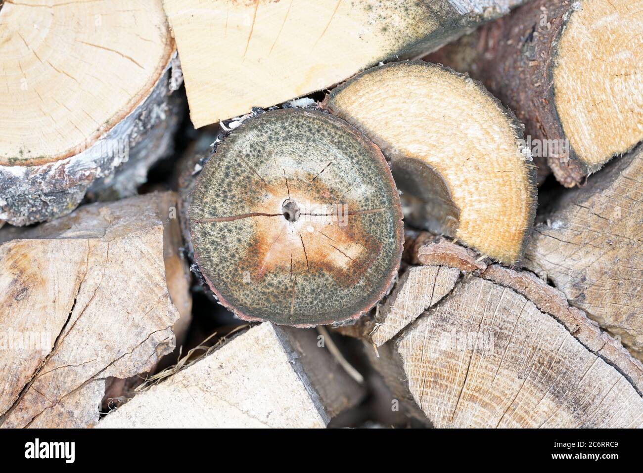 Felled pine trees for processing hi-res stock photography and images ...