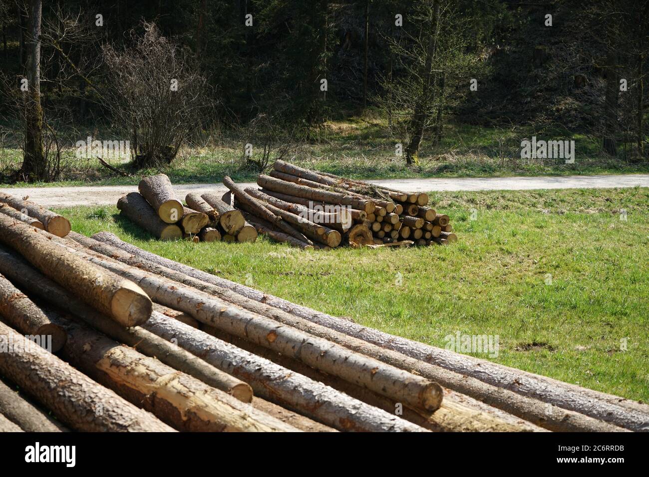 Freshly felled trees stored in the forest to dry await further ...