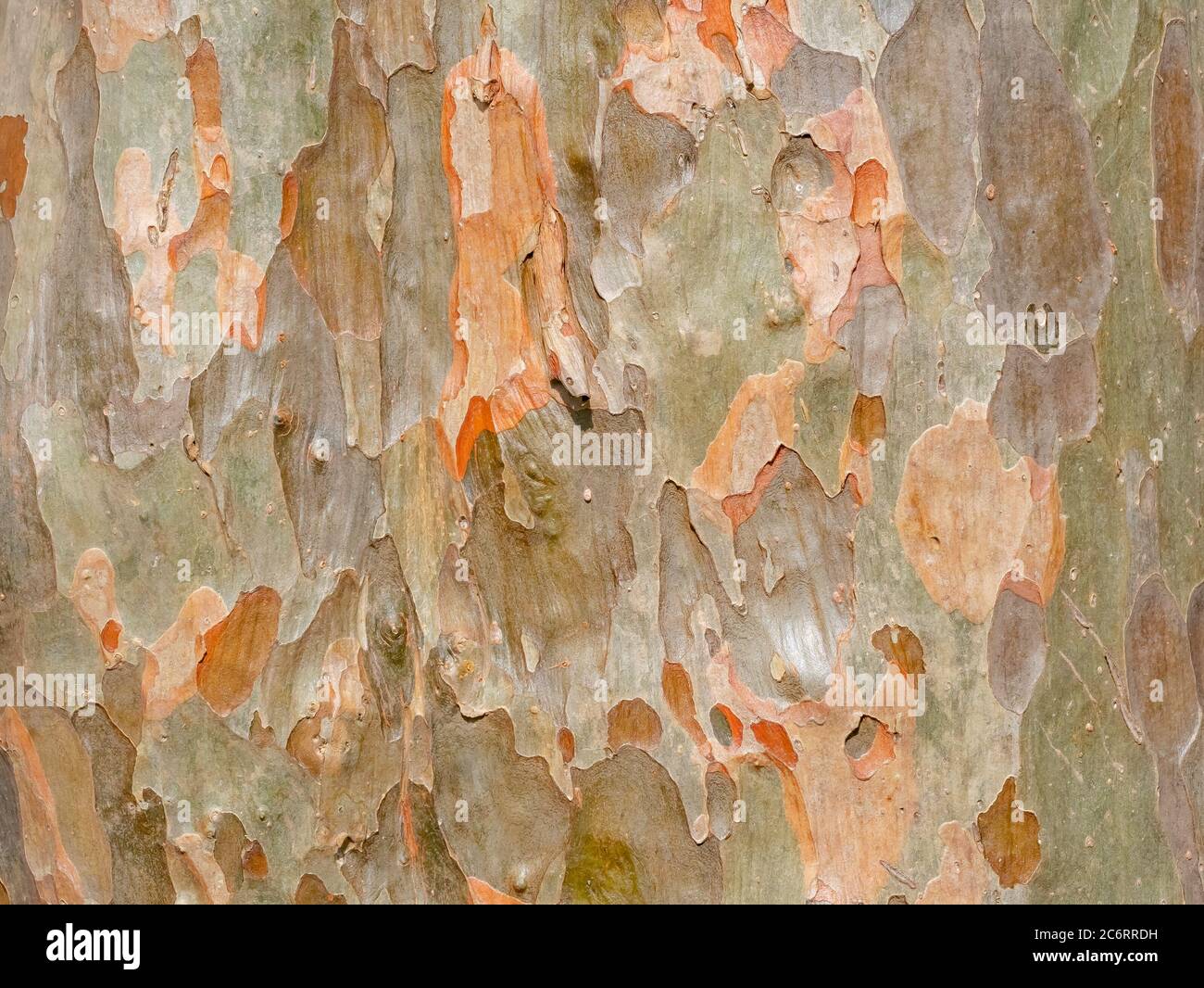 full frame bark of tree for natural background and texture Stock Photo ...