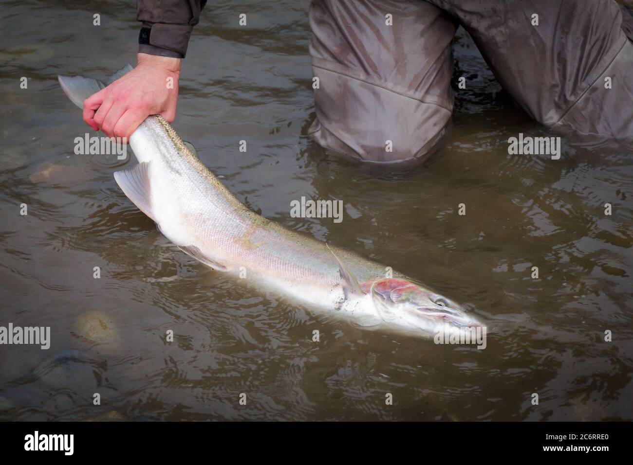 Beautiful pink steelhead, rainbow trout, held by the tail with its head ...