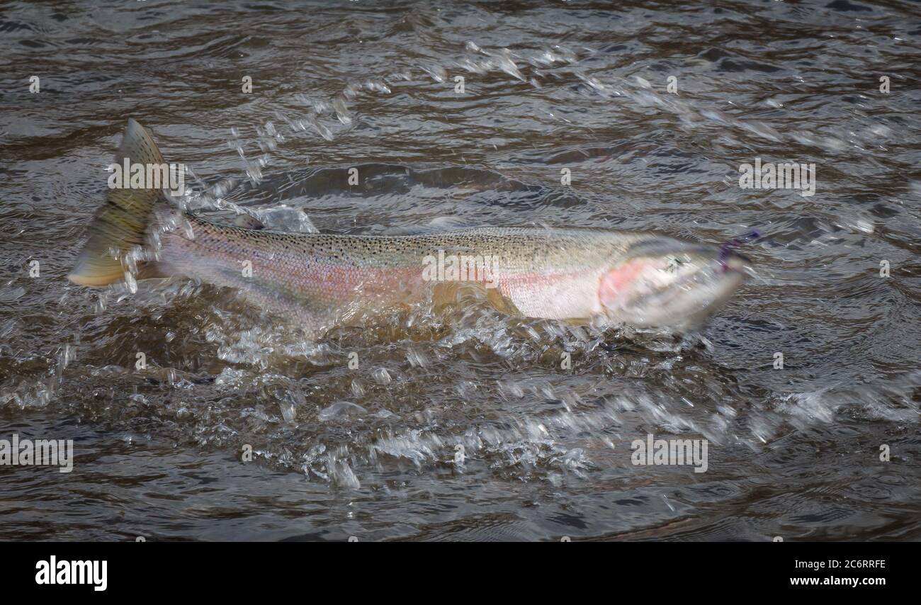 Steelhead salmon jumping hi-res stock photography and images - Alamy