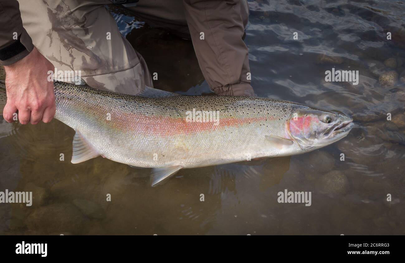 Beautiful pink steelhead, rainbow trout, held by the tail with its head ...