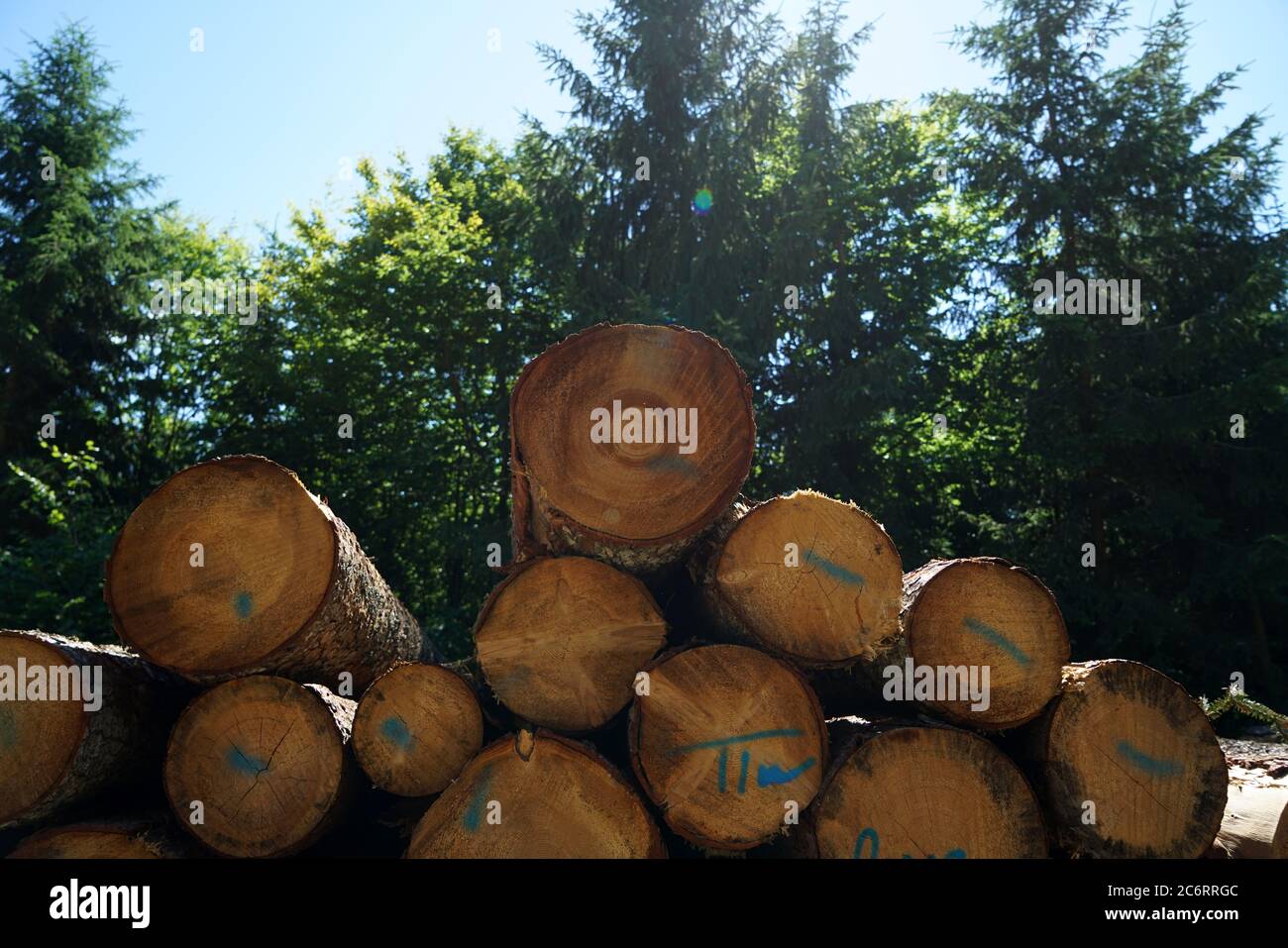 Felled pine trees for processing hi-res stock photography and images ...