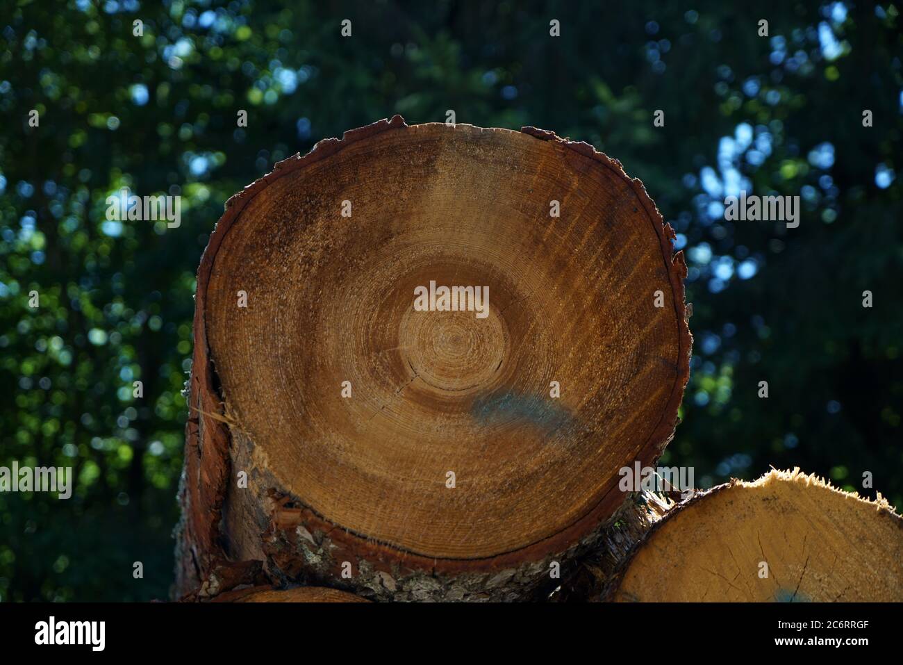 Felled pine trees for processing hi-res stock photography and images ...