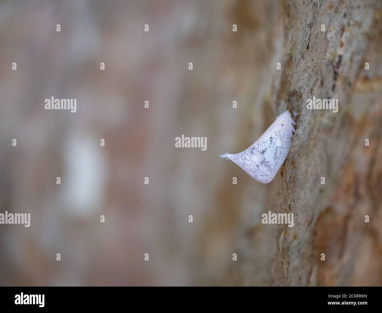 white butterfly insect sitting on bark of tree Stock Photo - Alamy