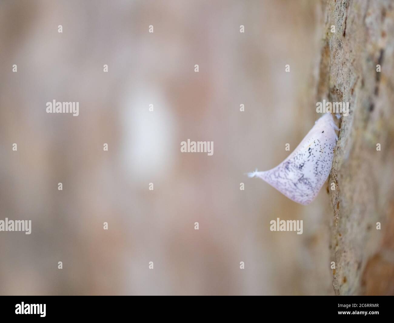 white butterfly insect sitting on bark of tree Stock Photo - Alamy