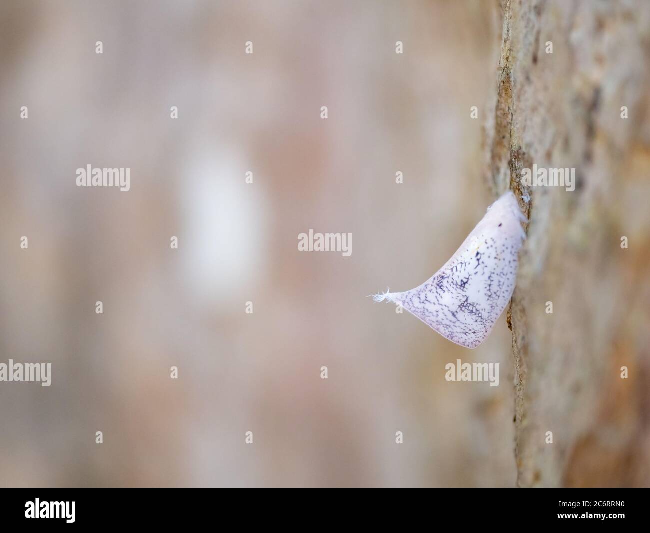 white butterfly insect sitting on bark of tree Stock Photo - Alamy