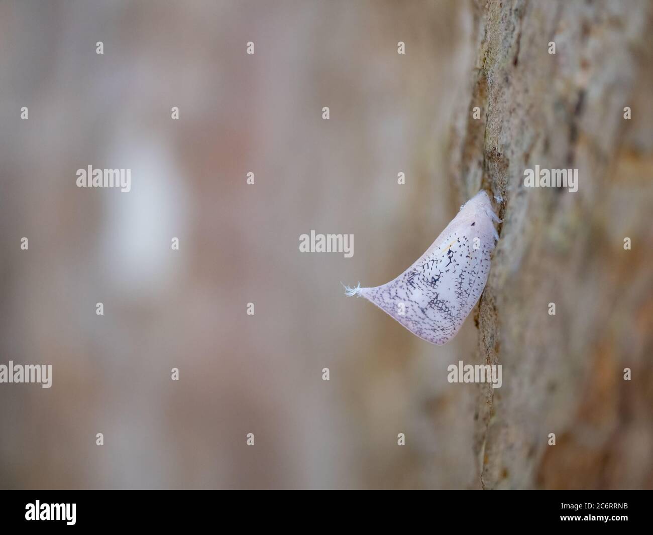 white butterfly insect sitting on bark of tree Stock Photo - Alamy