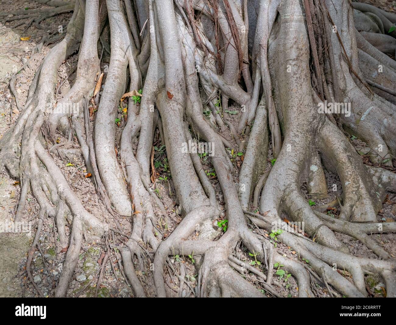 brown trunk of banyan tree forest background Stock Photo - Alamy