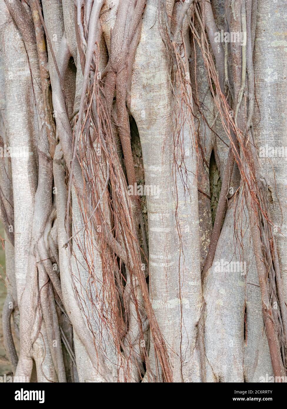 brown trunk of banyan tree forest background Stock Photo - Alamy