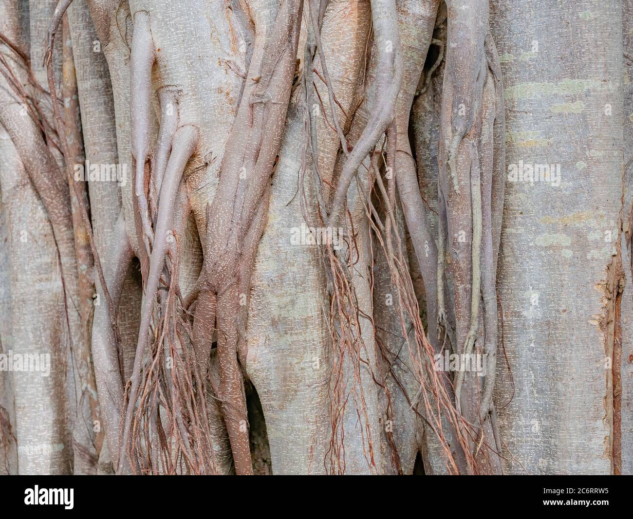 brown trunk of banyan tree forest background Stock Photo - Alamy
