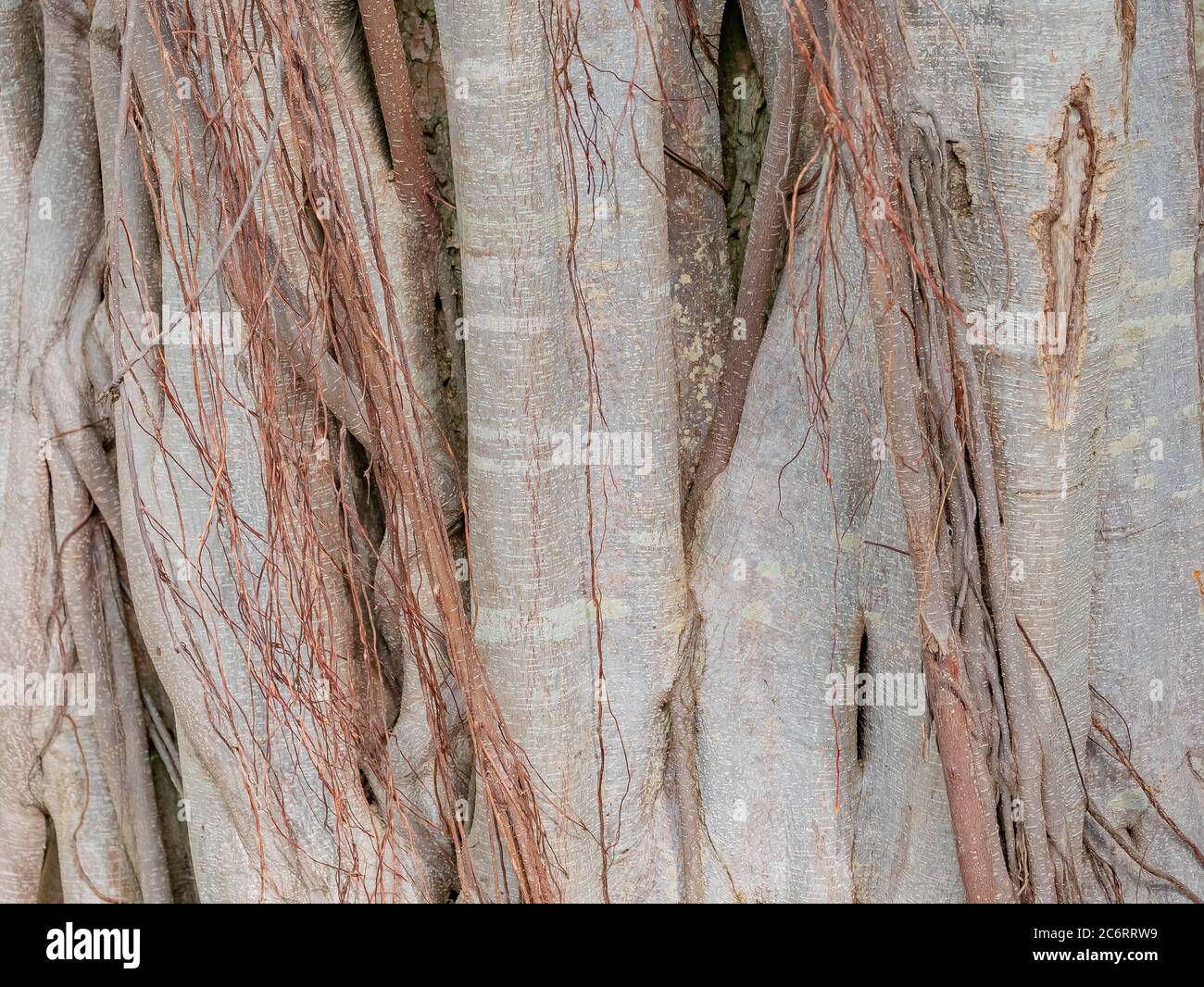 brown trunk of banyan tree forest background Stock Photo - Alamy