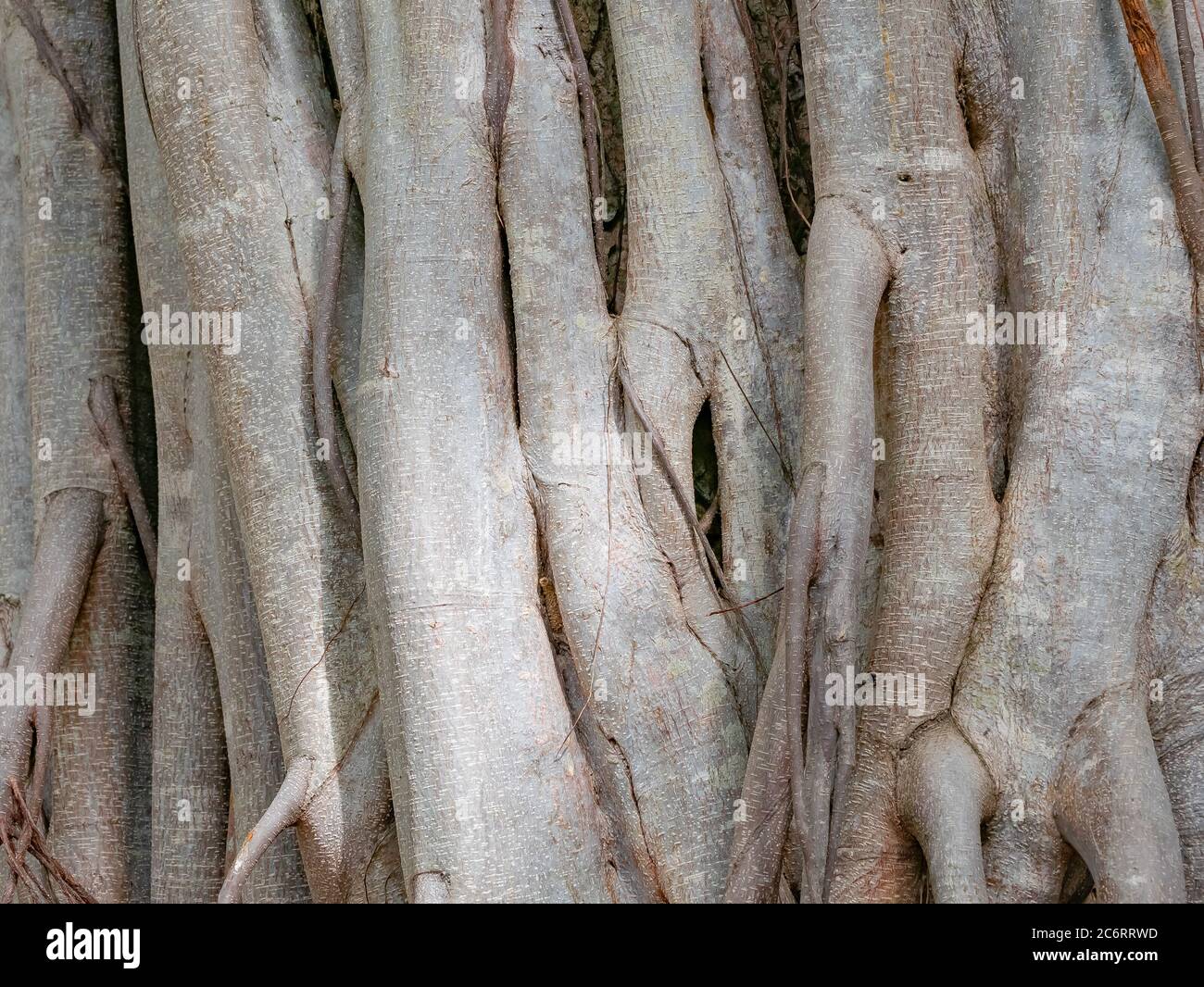 brown trunk of banyan tree forest background Stock Photo - Alamy