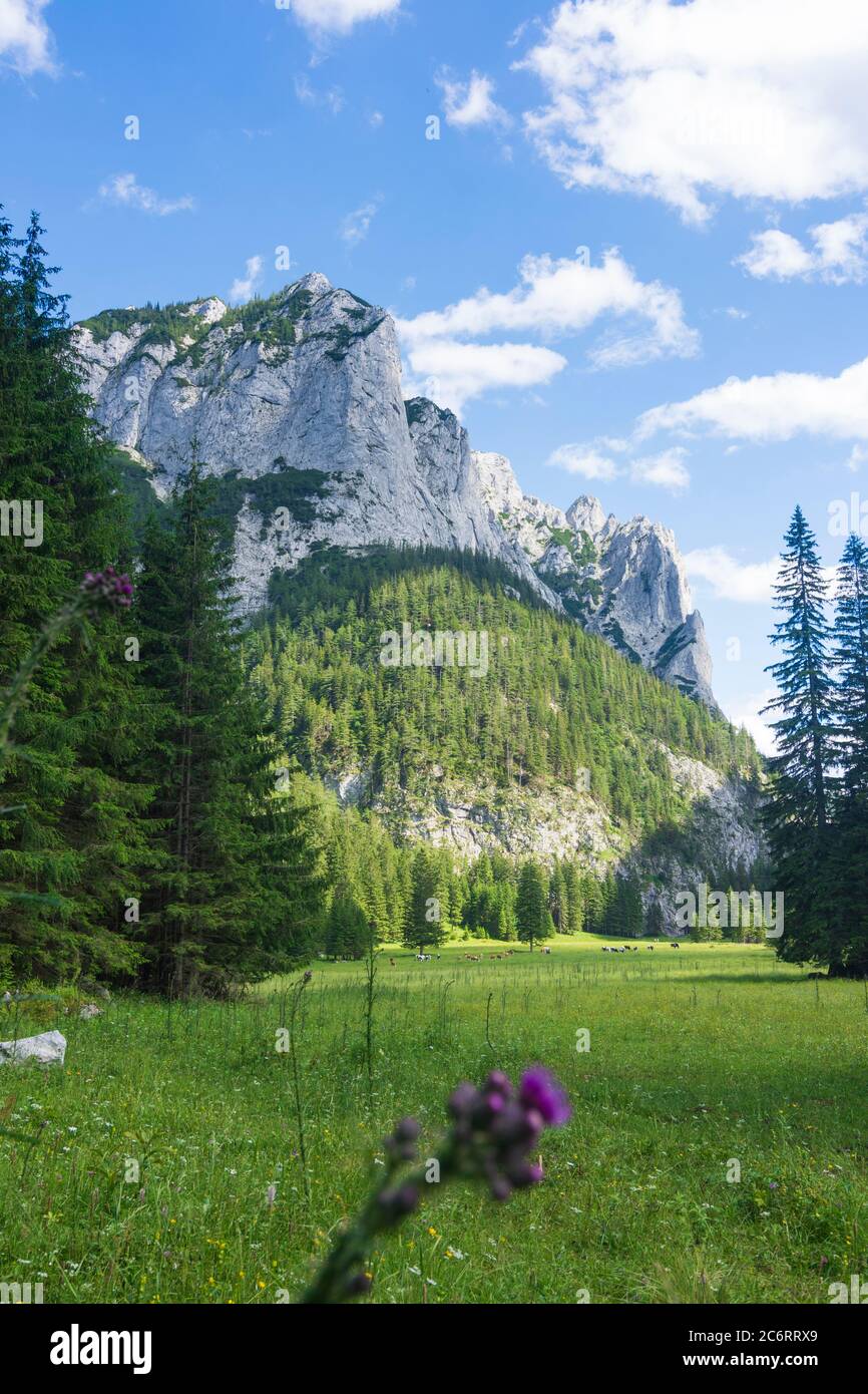 Hochschwab Mountains: valley Klamm at Tragöß in Hochsteiermark ...