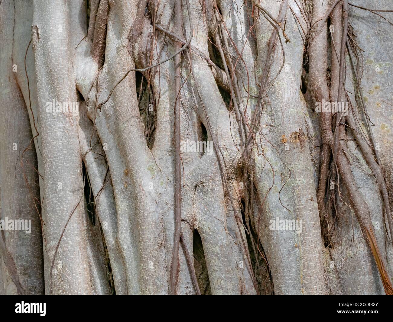 brown trunk of banyan tree forest background Stock Photo - Alamy