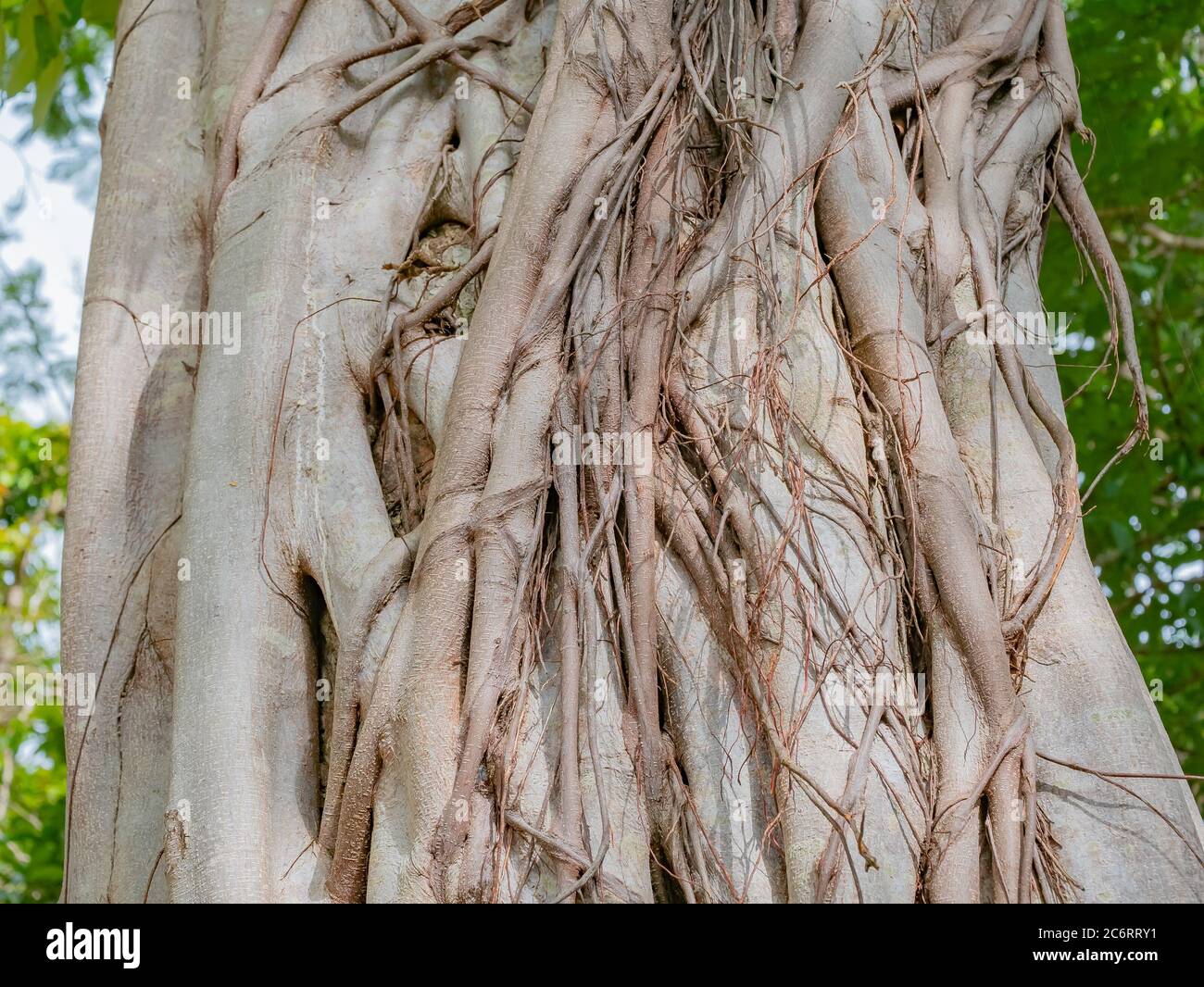 brown trunk of banyan tree forest background Stock Photo - Alamy