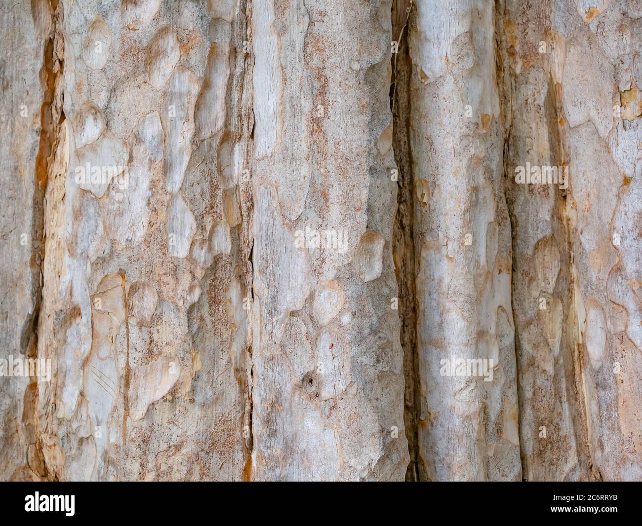 full frame bark of tree for natural background and texture Stock Photo ...