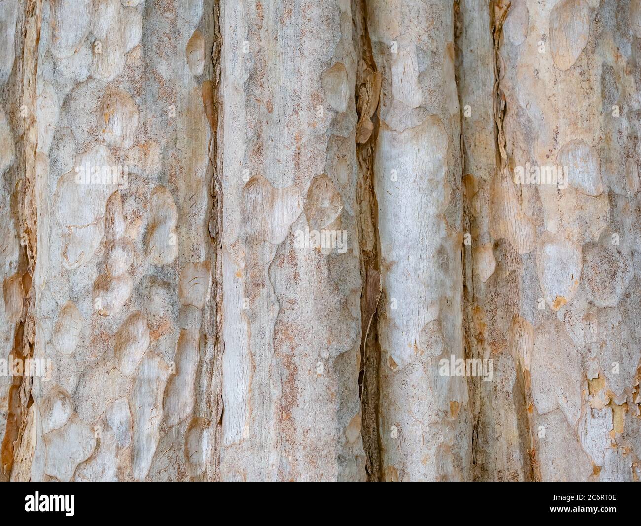 full frame bark of tree for natural background and texture Stock Photo ...