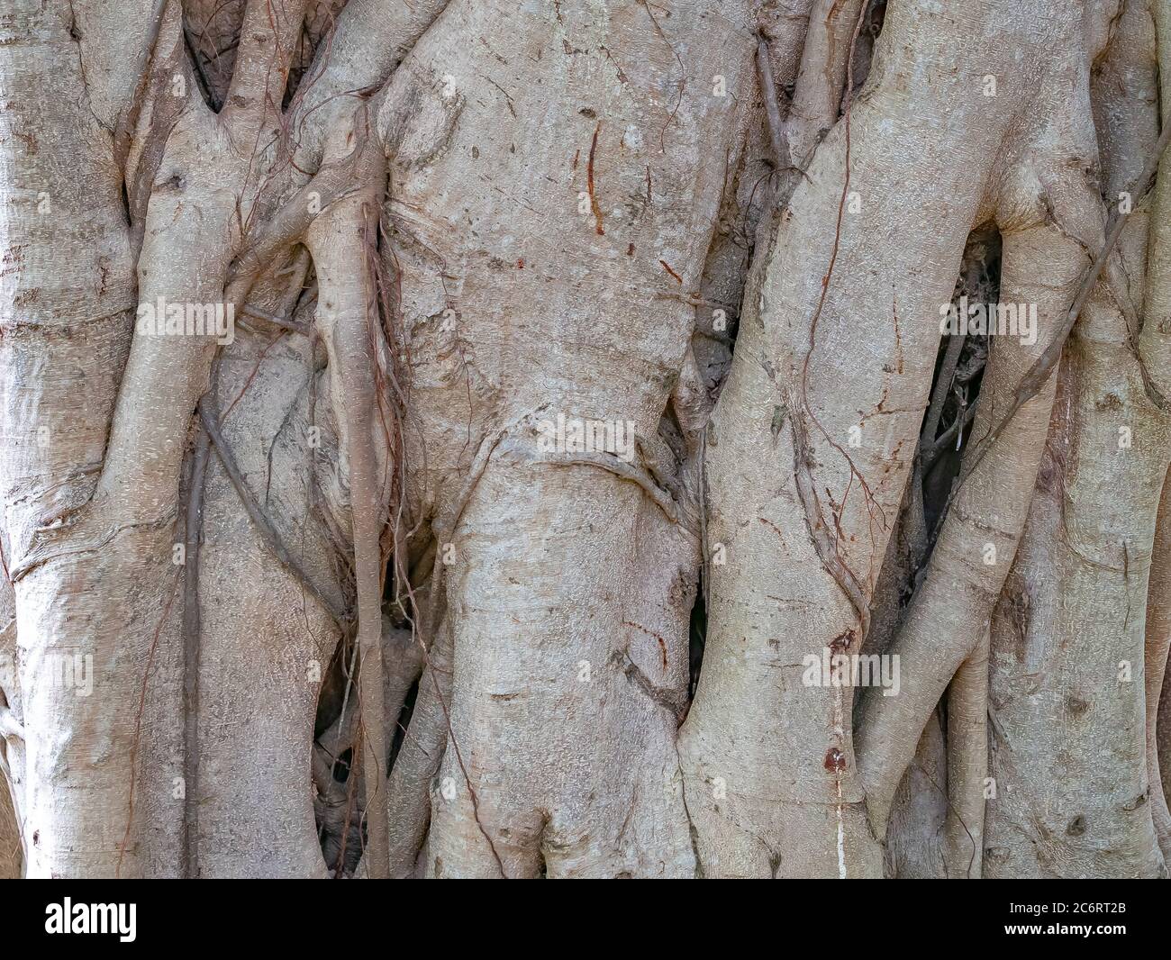 brown trunk of banyan tree forest background Stock Photo - Alamy