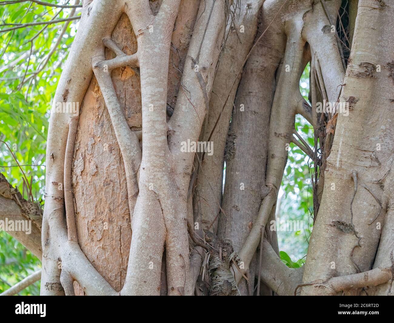 brown trunk of banyan tree forest background Stock Photo - Alamy