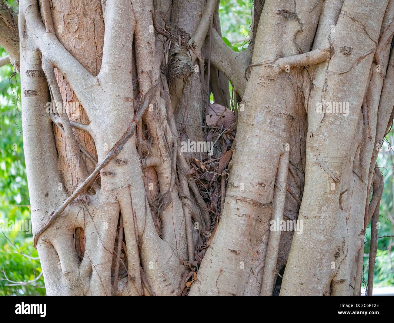 brown trunk of banyan tree forest background Stock Photo - Alamy