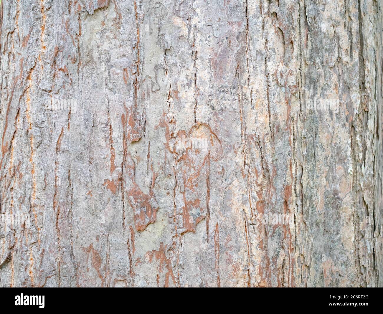 full frame bark of tree for natural background and texture Stock Photo ...