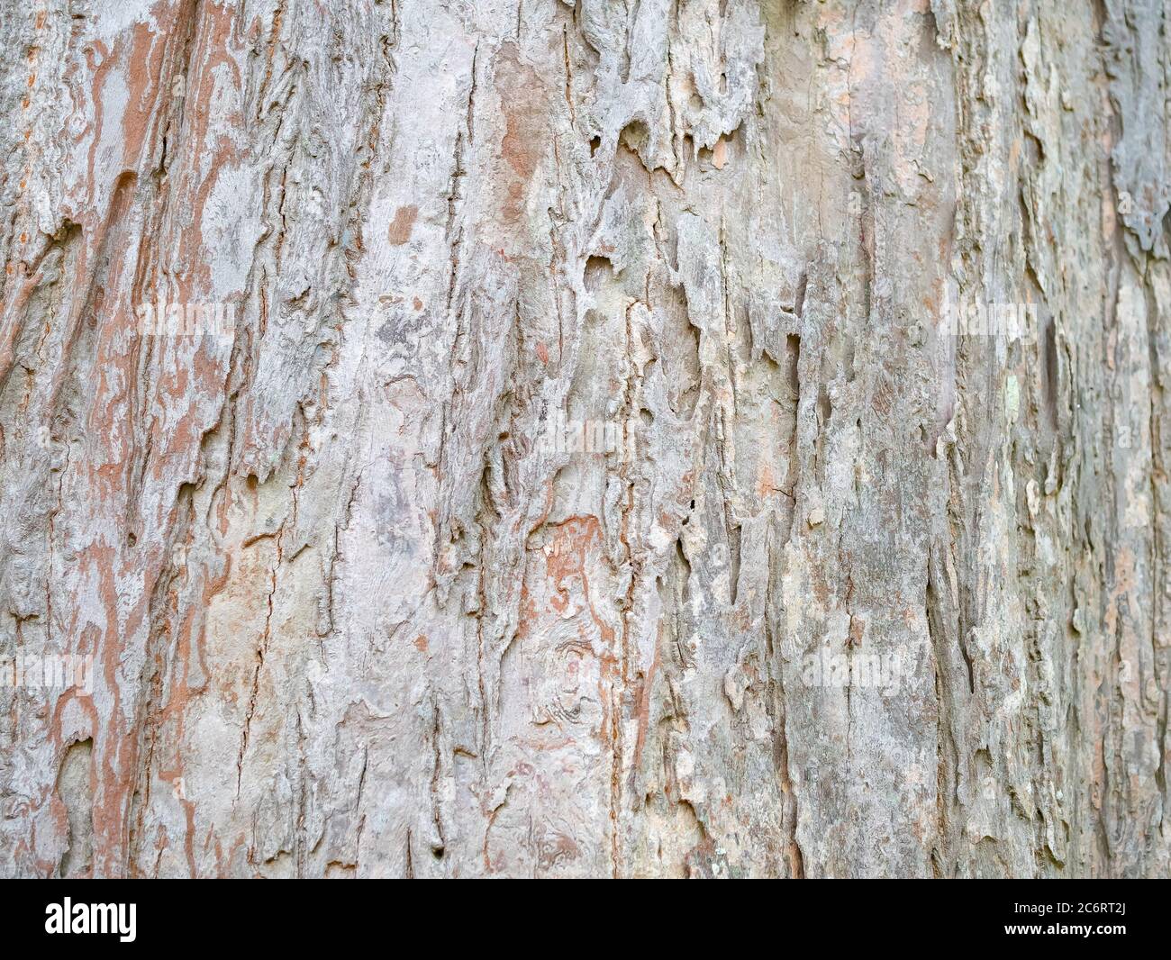full frame bark of tree for natural background and texture Stock Photo ...