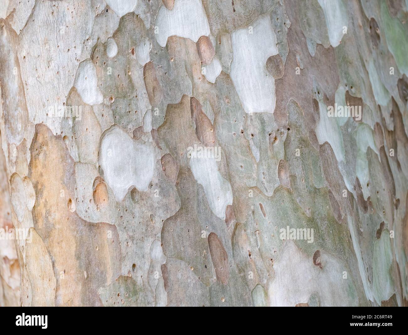 full frame bark of tree for natural background and texture Stock Photo ...