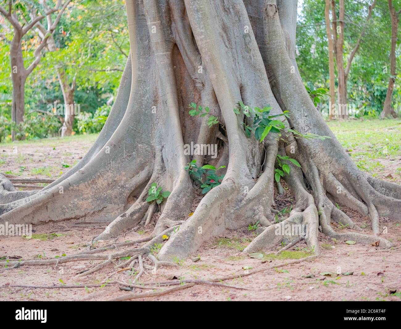 brown trunk of banyan tree forest background Stock Photo - Alamy