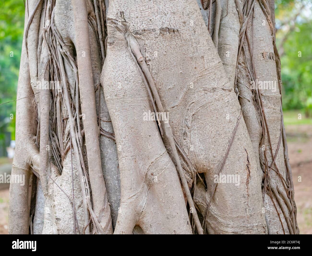 brown trunk of banyan tree forest background Stock Photo - Alamy