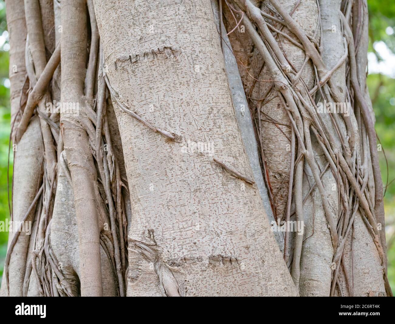 brown trunk of banyan tree forest background Stock Photo - Alamy