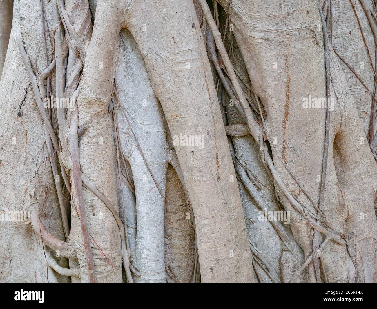brown trunk of banyan tree forest background Stock Photo - Alamy